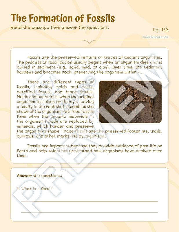 Worksheet - The Formation of Fossils | 4th Grade | Writing Interactive ...